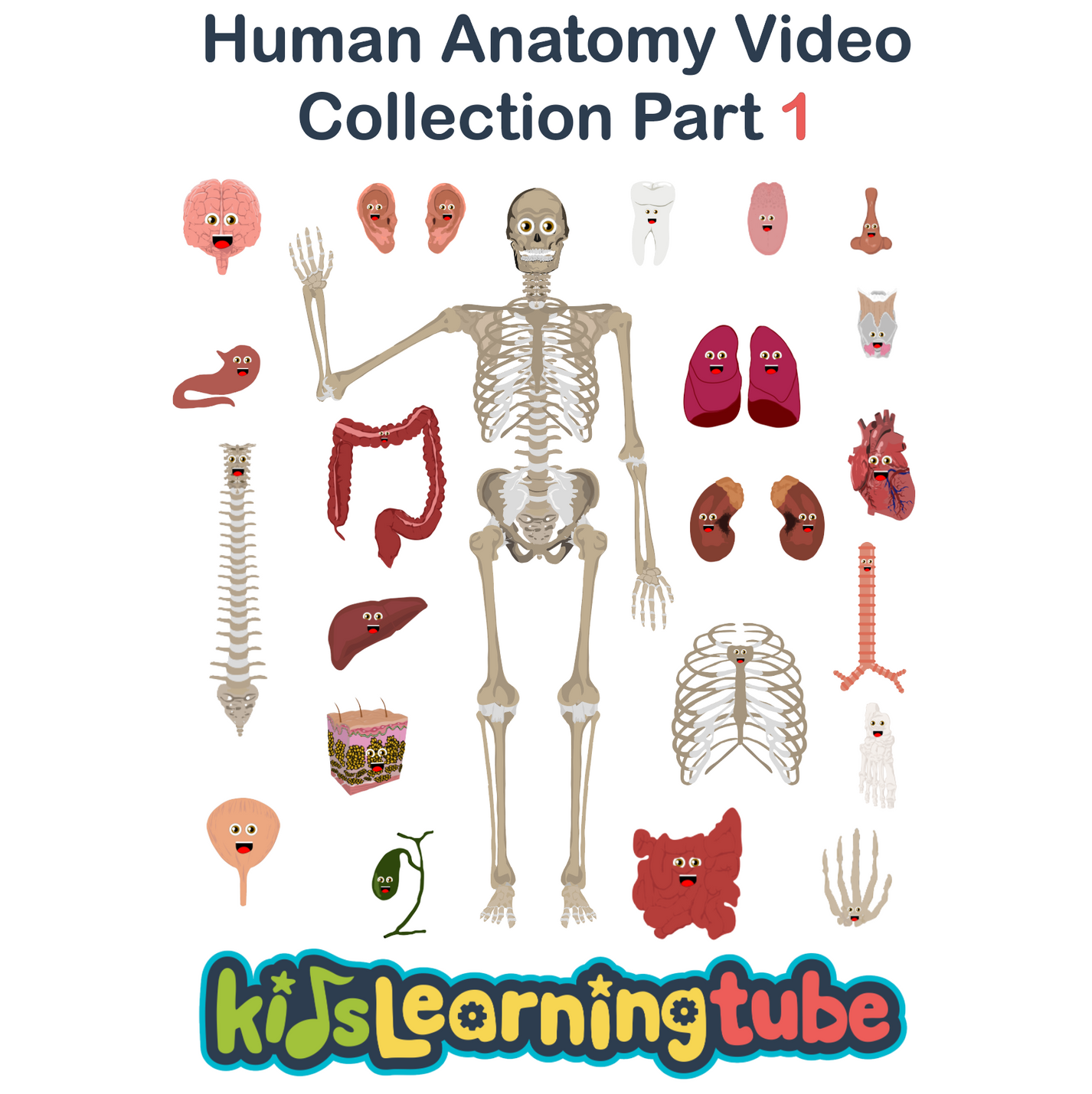 The Human Body Video Collection 1 – Kids Learning Tube
